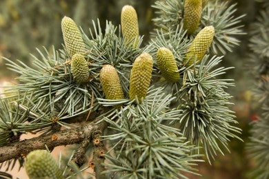 Talisa Patra (Abies Webbiana)